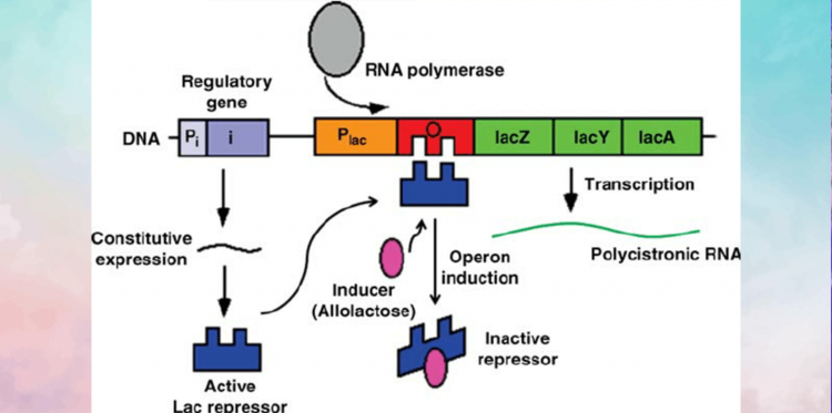 Regulation of Gene Expressions in Prokaryotes – Biodukator
